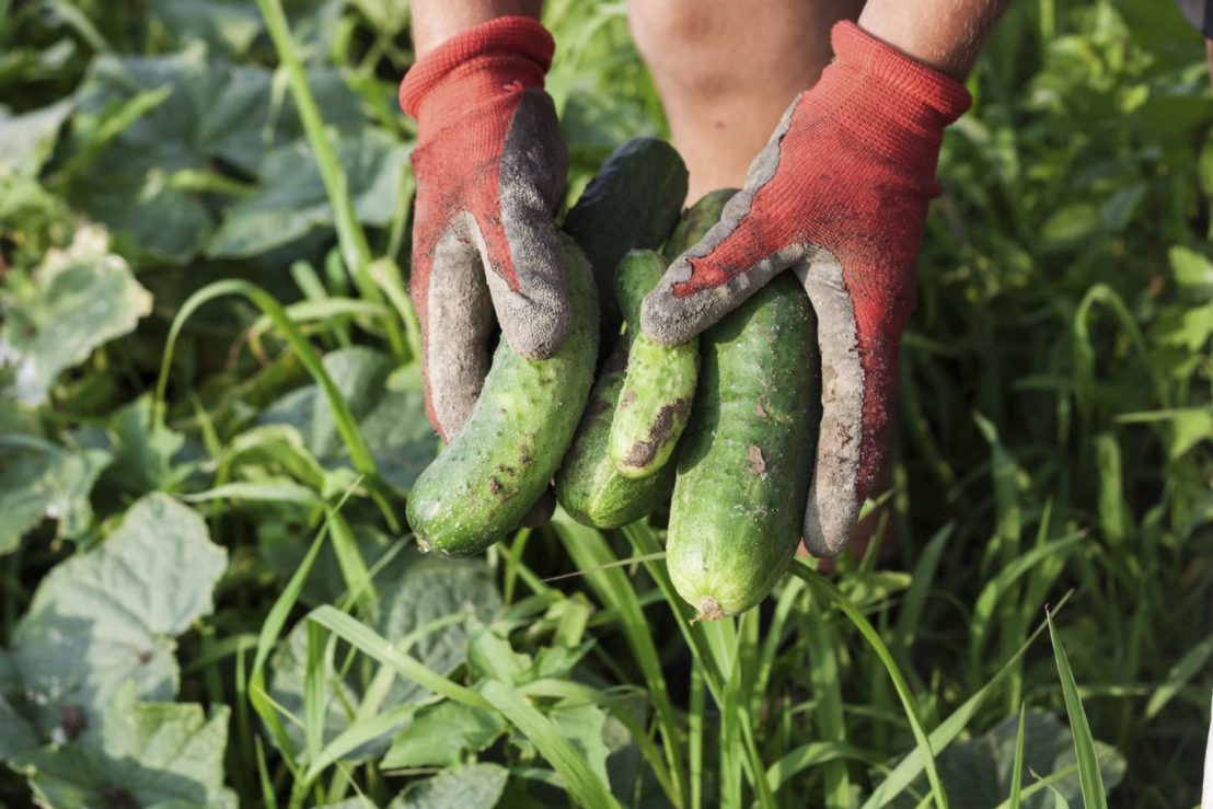 Chill met die schil - Zin!